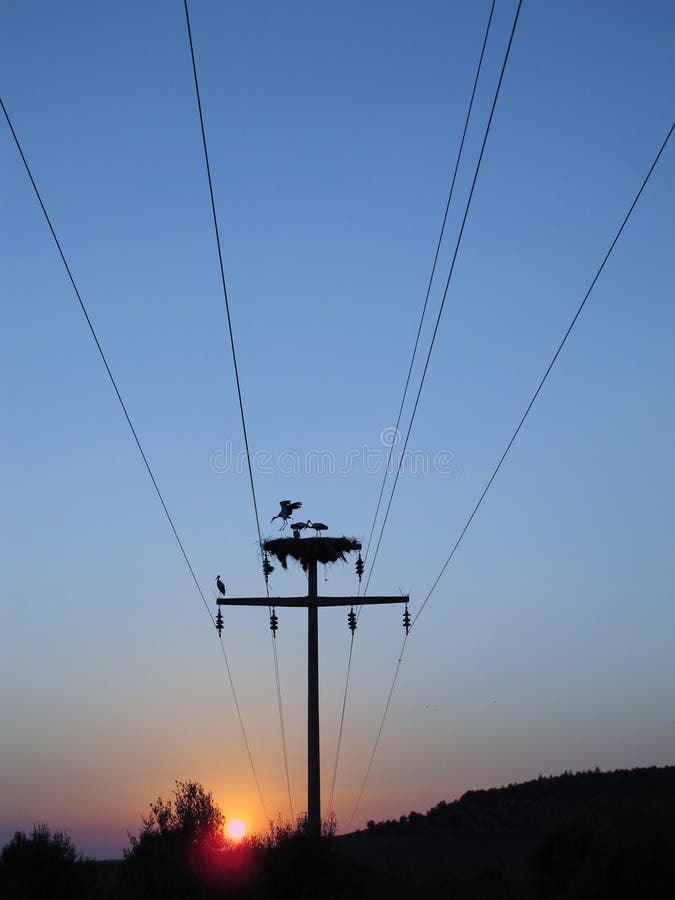 Stork Electric Cable Sunset Stock Photo - Image of sunset, housen: 90571284