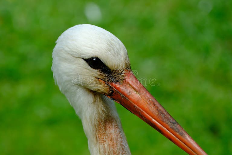 A Stork stock photo. Image of shorebird, green, waterfowl - 279366584