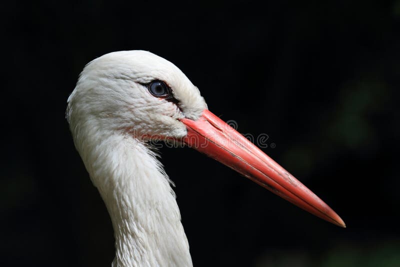 A Stork stock photo. Image of ciconiidae, portrait, migratory - 42394592