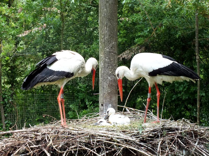 4,941 Green Storks Stock Photos - Free & Royalty-Free Stock Photos from ...