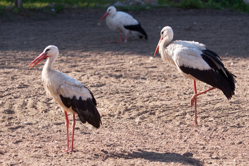 Stork Family on a Field on a Summer Day Stock Image - Image of adult ...