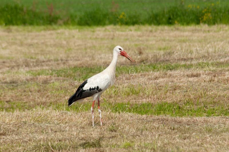 A stork in the field stock photo. Image of gift, nature - 14948068