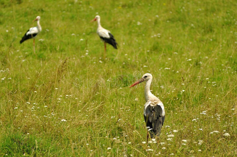 Stork on the field stock image. Image of animal, green - 19772305