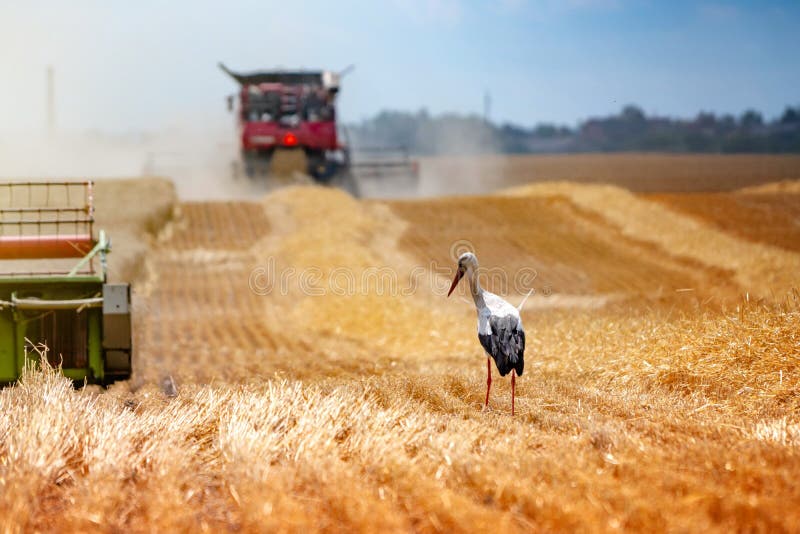 Stork in the Field with Mowed Wheat Stock Photo - Image of landscape ...
