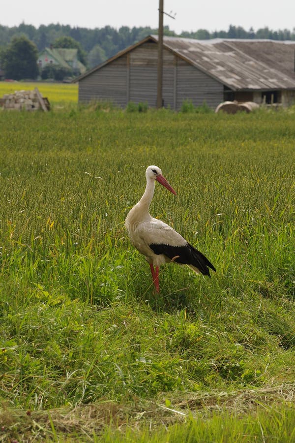 Stork in the Field in Latvia Stock Image - Image of static, great: 51501359