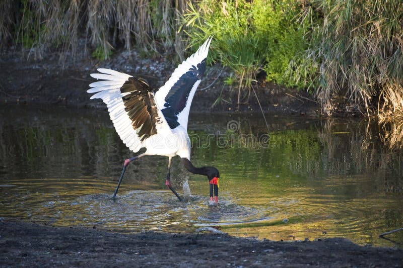 Stork Fishing stock image. Image of splash, water, early - 10794221