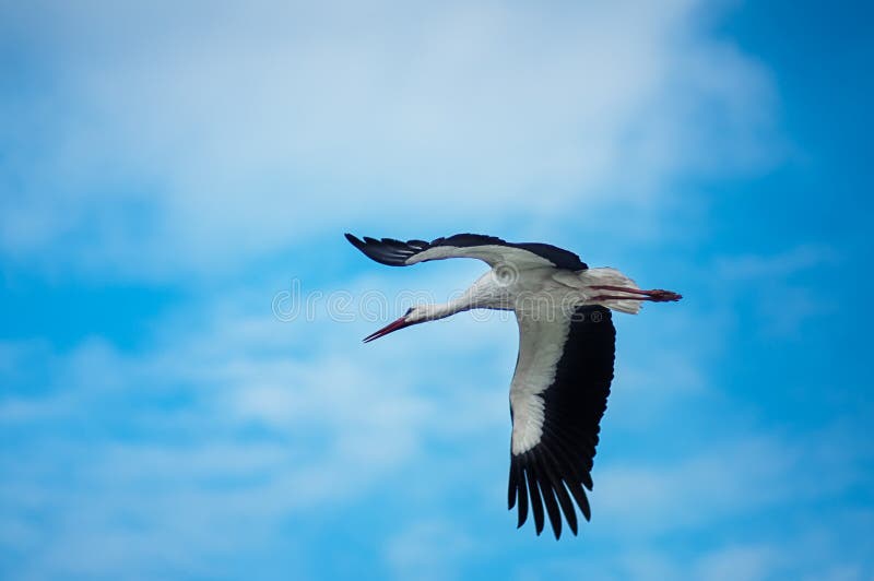 Stork in flight stock image. Image of cleanly, birth - 39774219