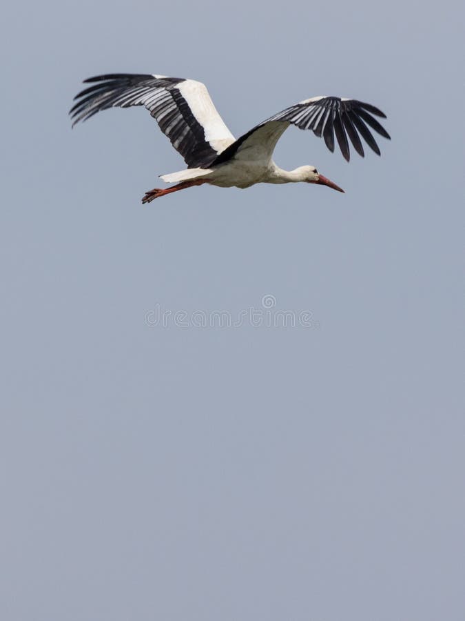 Stork flight stock image. Image of ciconia, orange, birdwatching - 72021537