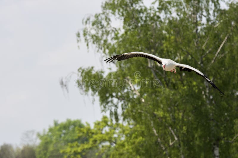 Stork in flight stock image. Image of color, show, nature - 116794543