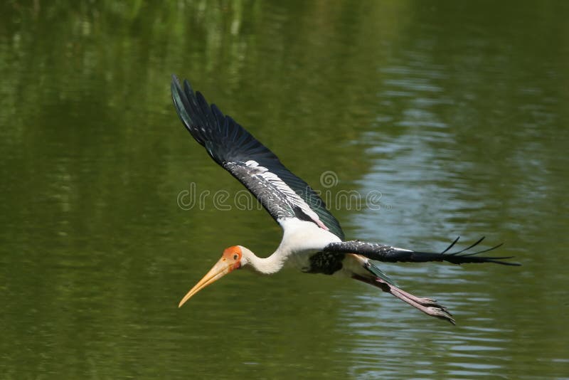 Stork fly stock photo. Image of migrate, wildlife, freedom - 15171850