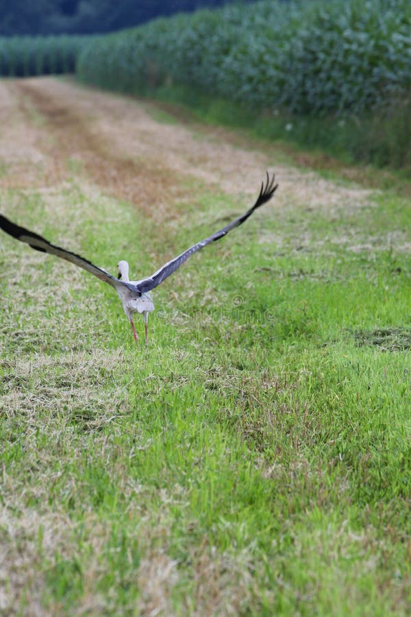 Stork Fly in Nature in Nature Stock Photo - Image of bird, horizontal ...