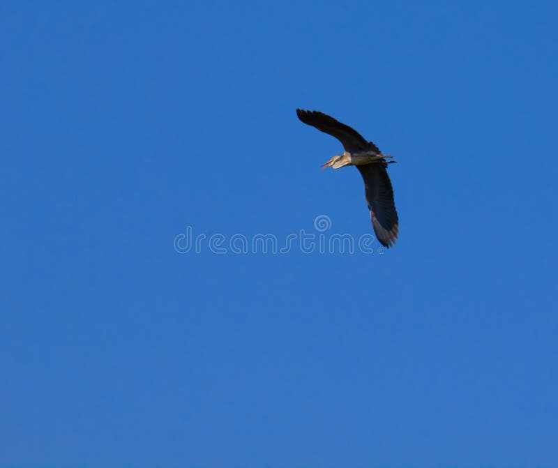 Stork flying stock image. Image of clouds, fairy, colored - 20738167