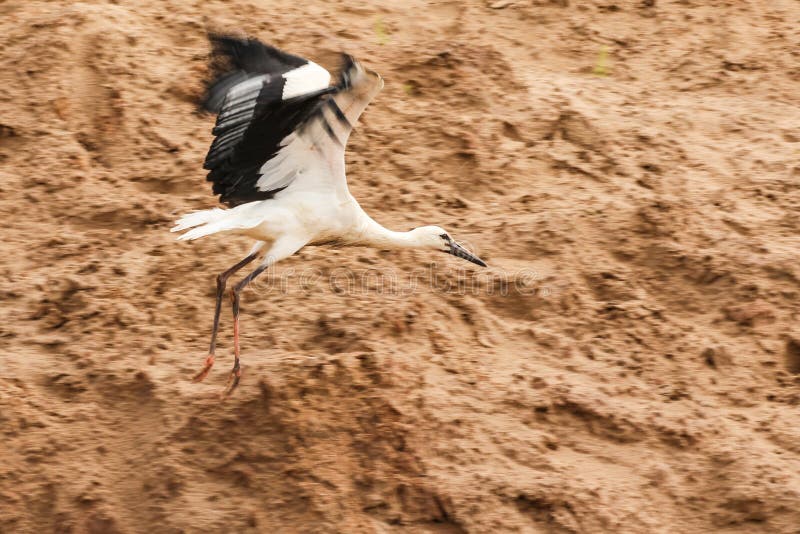 A Stork Flying Along a Pile of Sand Stock Image - Image of wild, beak ...
