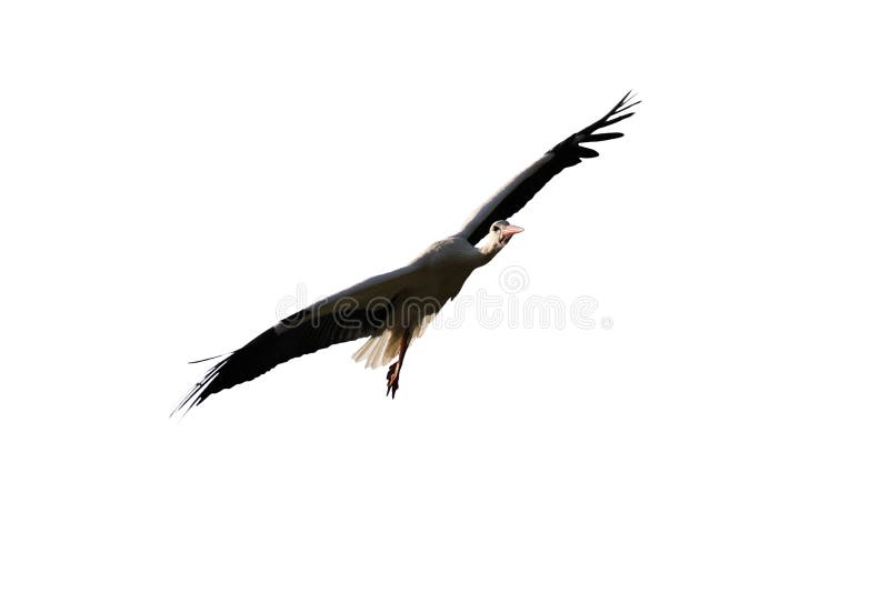 Black and White Stone Plate Beamless with Structure Stock Image - Image ...