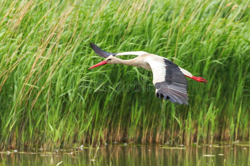 Stork Flying Over Water Surface Stock Photo - Image of avian, european ...