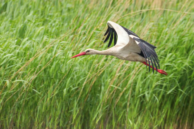 Stork Flying Over Water Surface Stock Image - Image of nature, sunlight ...
