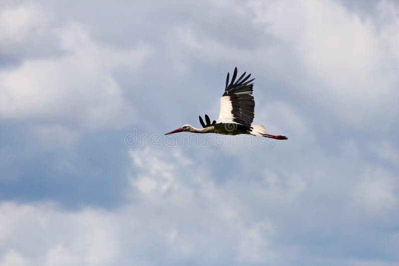 Stork flying in the sky. stock image. Image of distance - 75831331