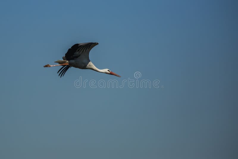A stork flying in the sky stock image. Image of delfland - 82847055