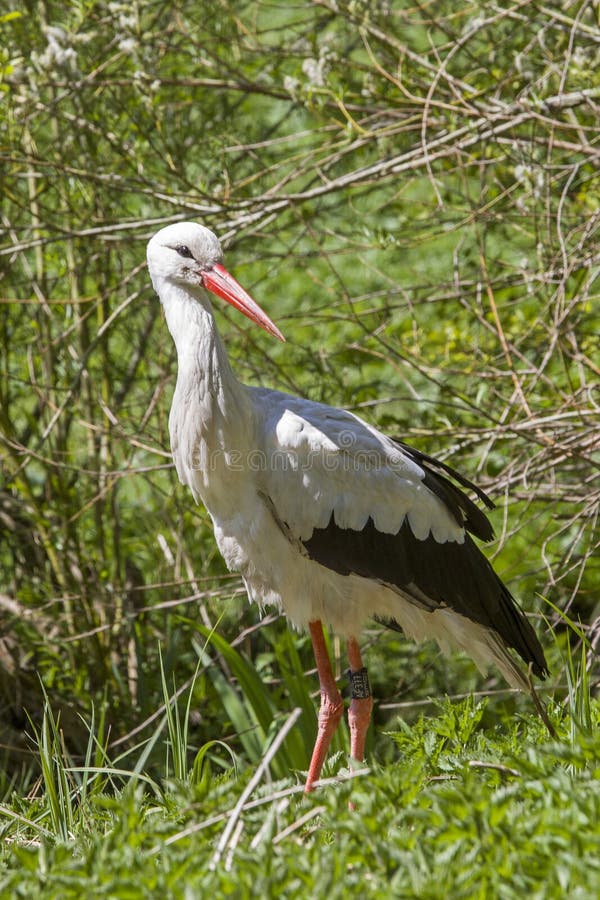 Stork on foraging stock photo. Image of migratory, meadow - 97880732