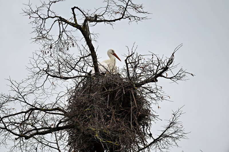 Stork in a Stork Nest in the Tree Top Stock Photo - Image of spring ...