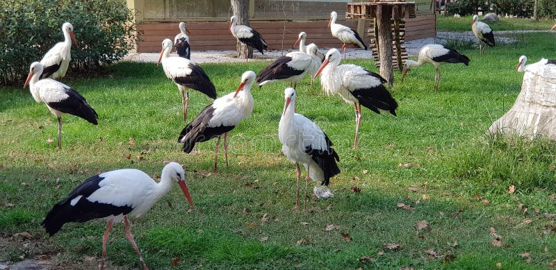 Stork Garden, Full Migration, Breeding and Finding New Places Stock ...