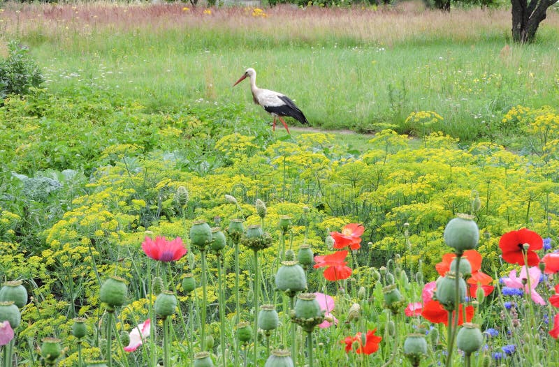 Stork in garden, Lithuania stock photo. Image of view - 74346454