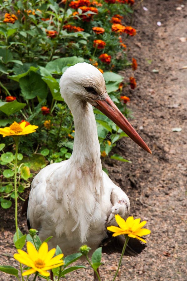 Stork in the Garden in Poland Stock Photo - Image of elegant, birth ...