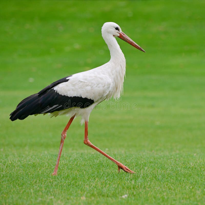 Stork on the green grass stock image. Image of valley - 218786997