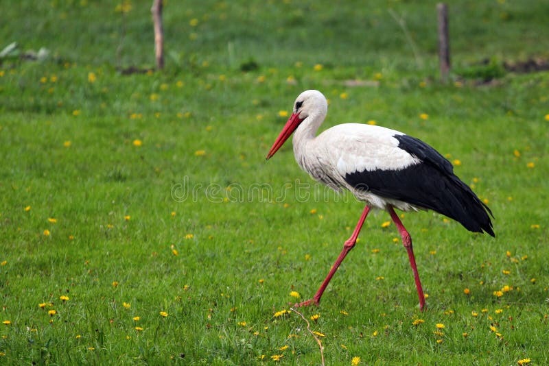 Stork on a green meadow stock image. Image of bird, black - 182393153