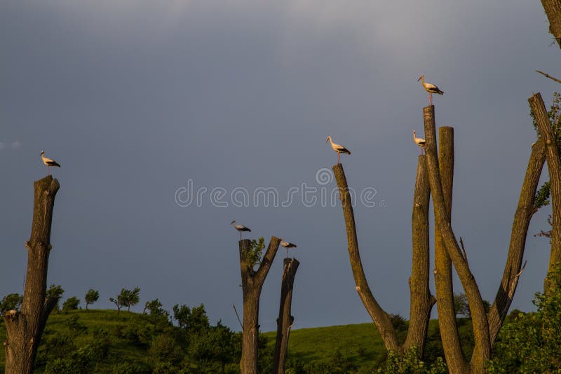 Stork Group stock photo. Image of gathered, treetop, trees - 42066122