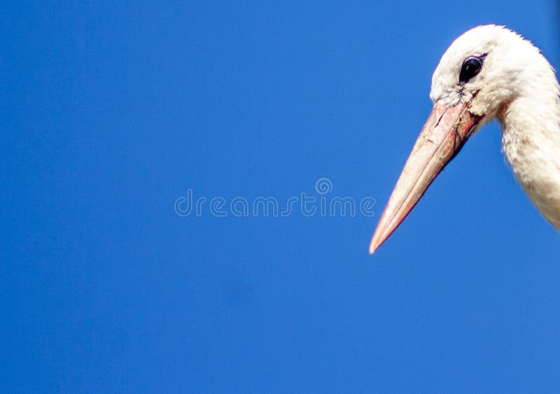 Stork Head on Blue Sky Background. Stock Image - Image of background ...