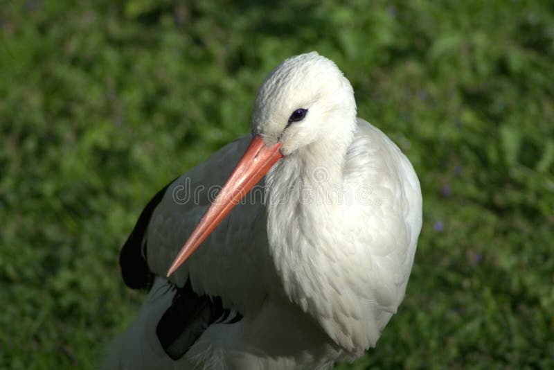 Stork head stock image. Image of close, head, green, white - 53806047