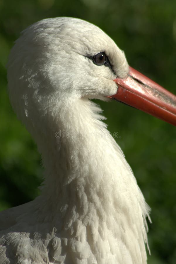 Stork head stock image. Image of fauna, stork, green - 53806139