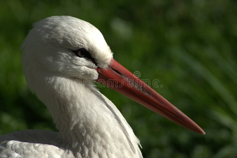 Stork head stock image. Image of bird, white, head, green - 53806417