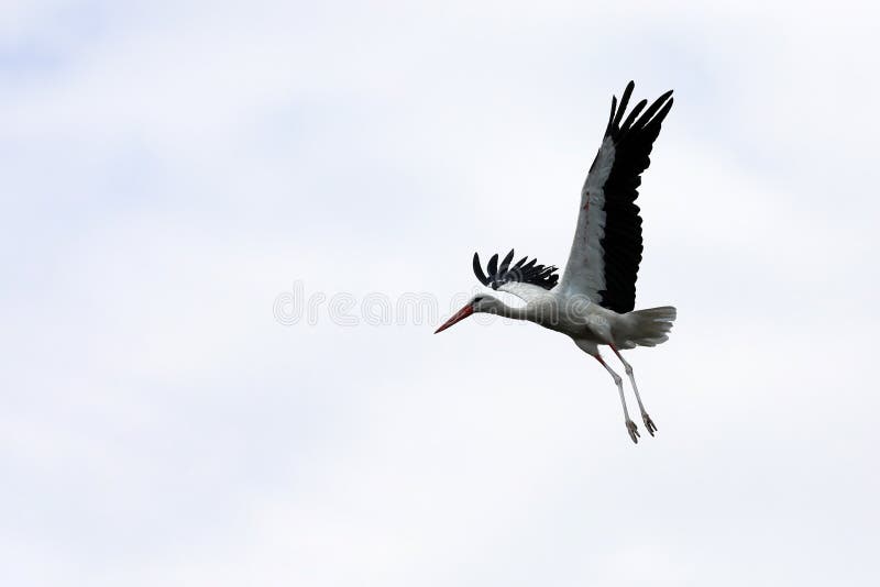 The Stork on a High Pole is Rising into the Air Stock Photo - Image of ...