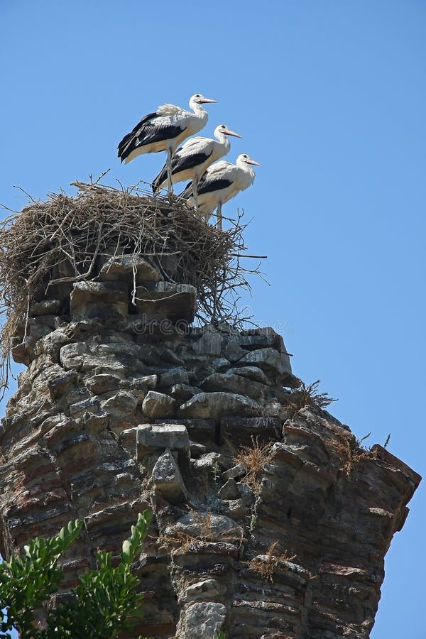 Stork stock photo. Image of turkey, bird, nest, selcuk - 30386526
