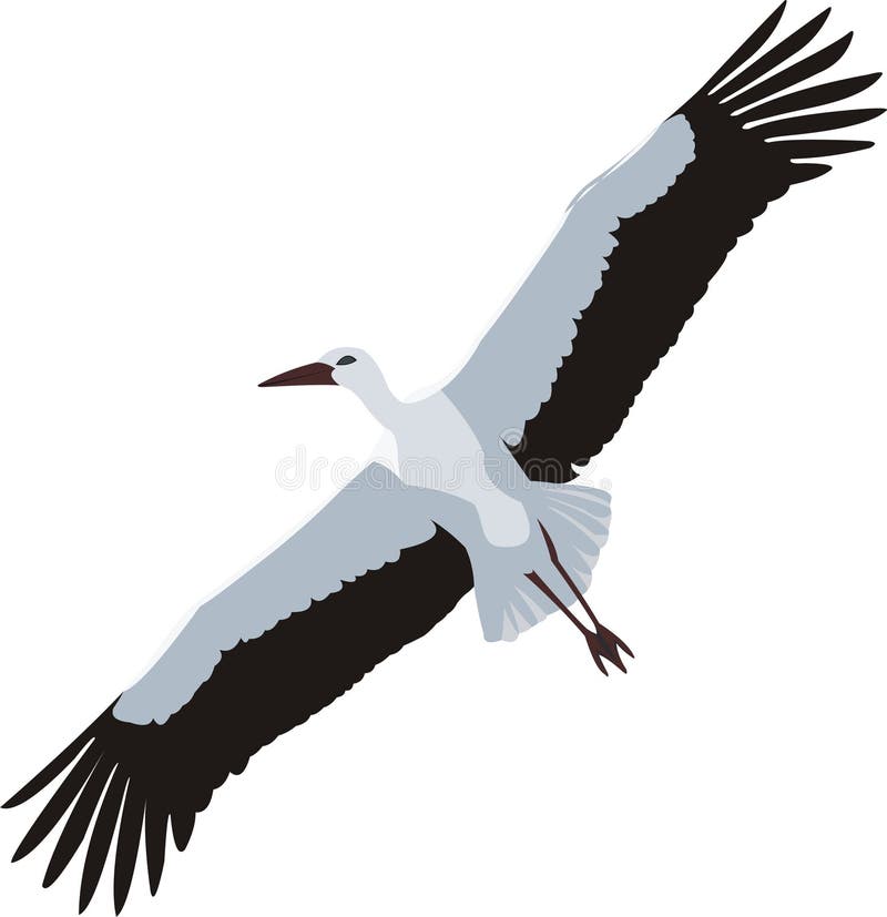 Stork stock vector. Illustration of stork, fauna, symbol - 50805521