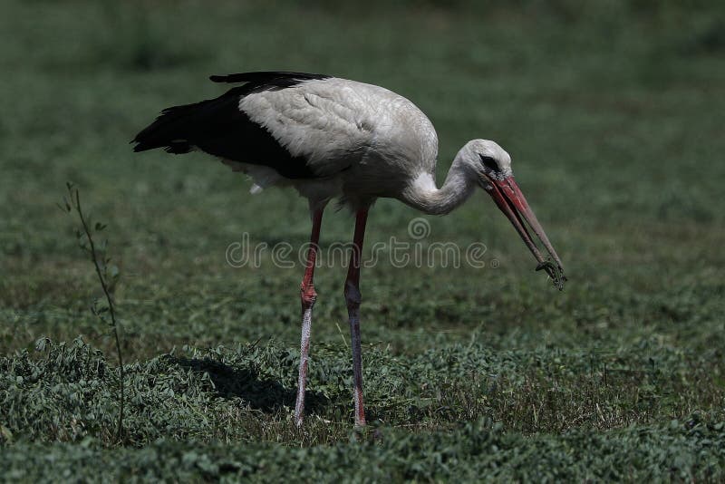 Stork eating in the garden stock image. Image of village - 218786381