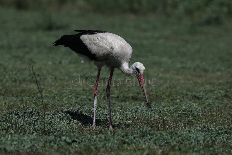 Stork eating in the garden stock image. Image of village - 218786381