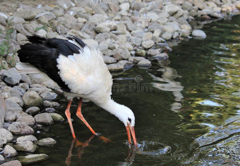 A stork while hunting stock photo. Image of migration - 162288374