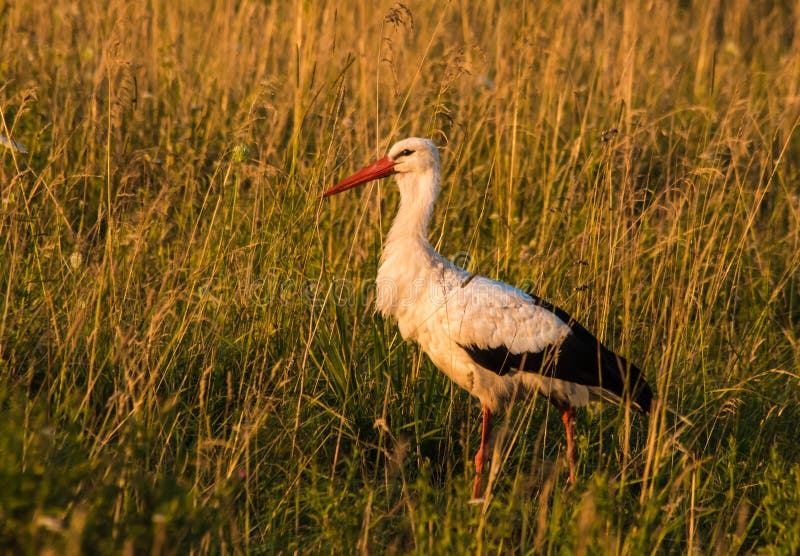 Stork Hunting in Grass at Sunset Stock Photo - Image of standing ...