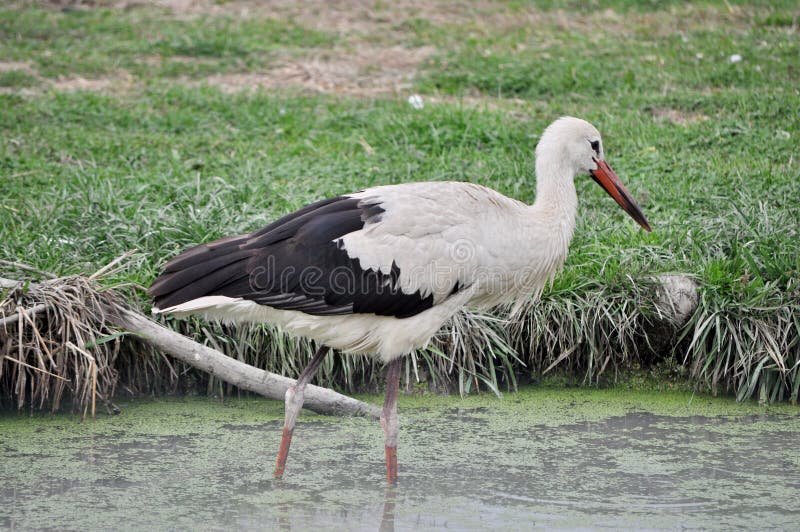 Stork hunting stock photo. Image of body, water, animal - 35894918
