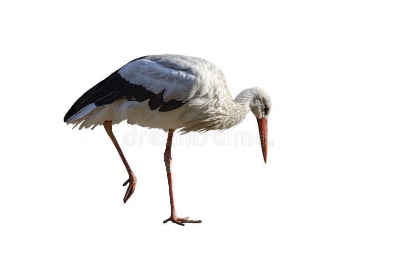 Stork Isolated on White Background Close Up Cut Out Stock Photo - Image ...