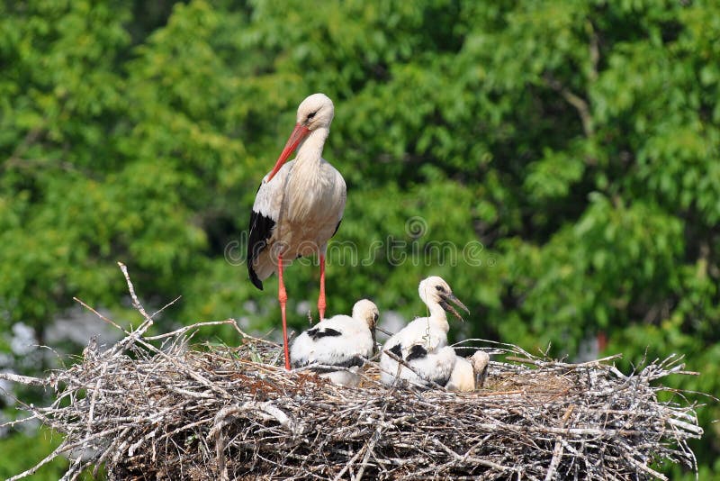 Stork with its baby bird stock photo. Image of black - 14939632