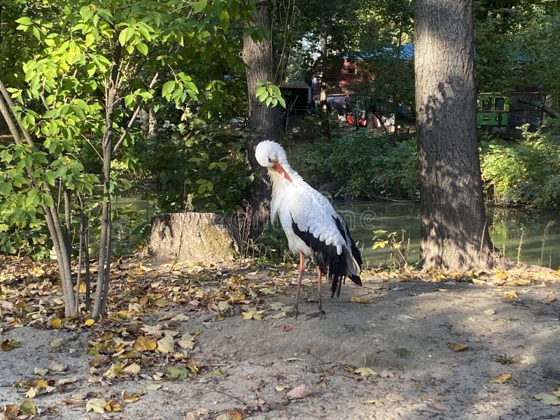 A stork in its enclosure stock photo. Image of feather - 341997786