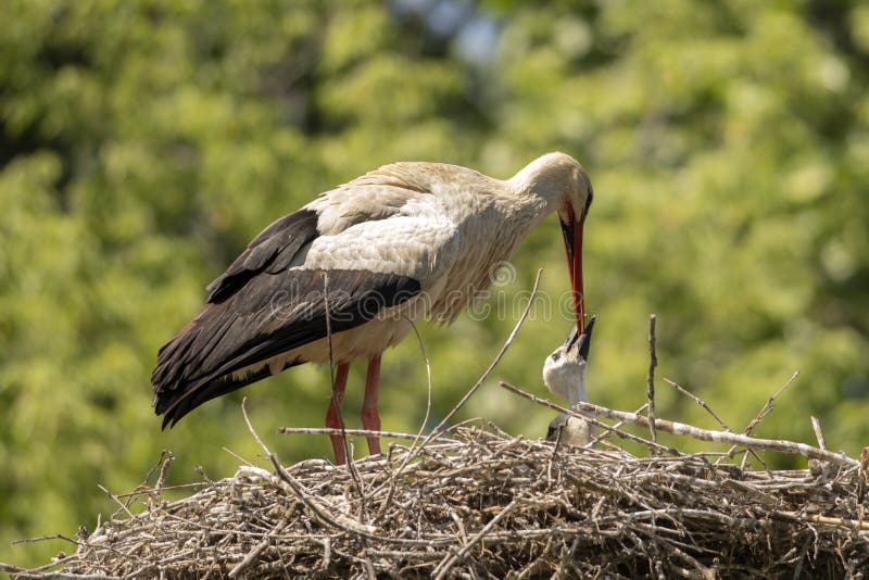 Stork with its little stock photo. Image of wild, small - 261064168