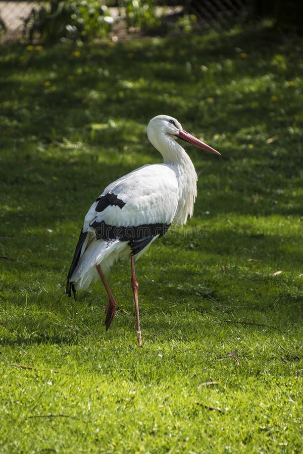 Stork in Its Natural Habitat. White Stork Walking on a Green Meadow ...