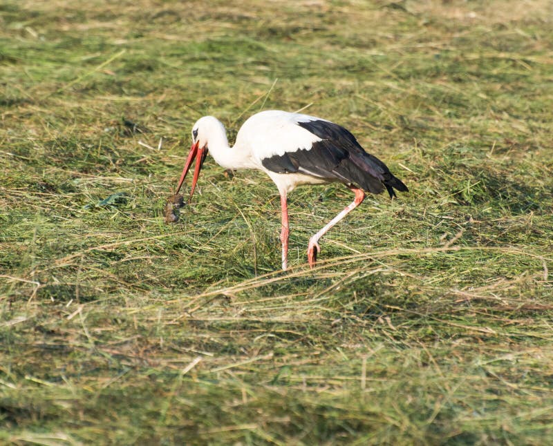 Stork with its Prey stock photo. Image of animal, food - 47777668