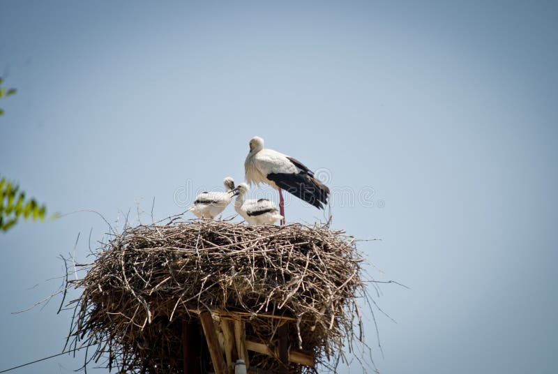 Mother Stork Feeding Its Youngs Stock Photo - Image of child, life ...