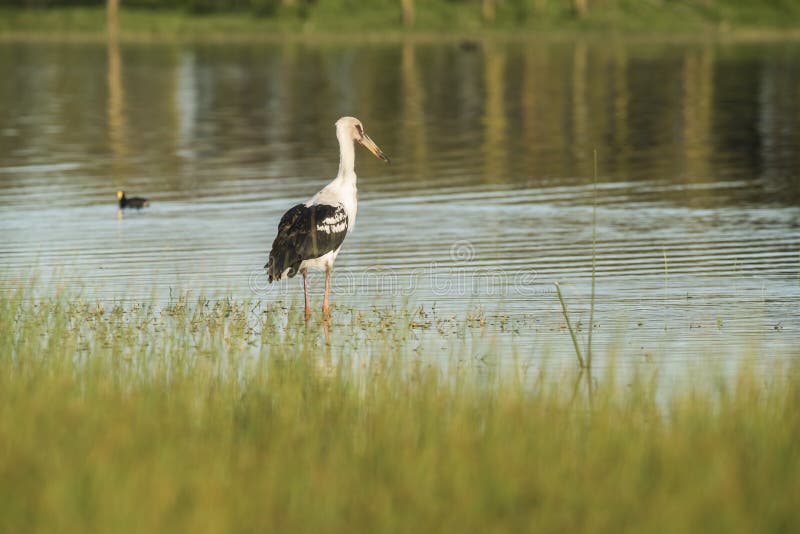 Stork on a Lagoon,Argentina Stock Image - Image of outdoors, lagoon ...